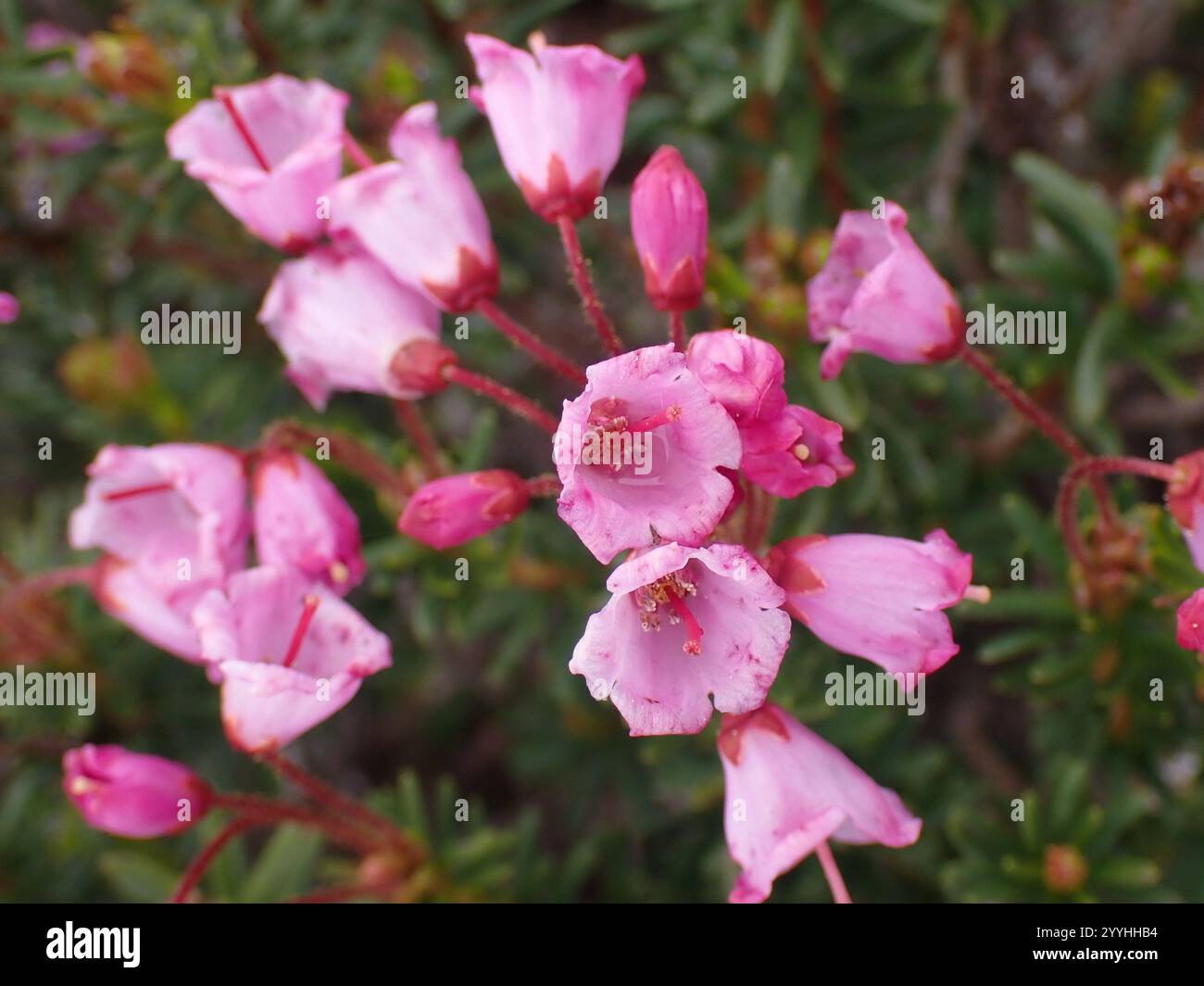 pink mountainheath (Phyllodoce empetriformis Stock Photo - Alamy