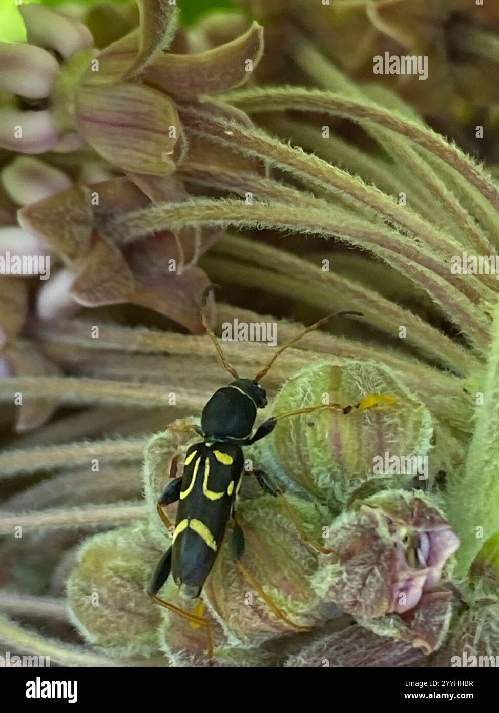 Round-necked Longhorn Beetle (Clytus ruricola Stock Photo - Alamy