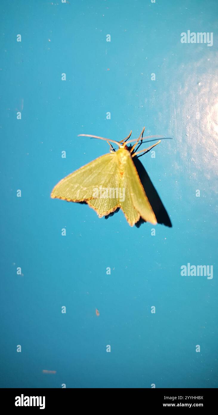 Common Emerald (Hemithea aestivaria Stock Photo - Alamy