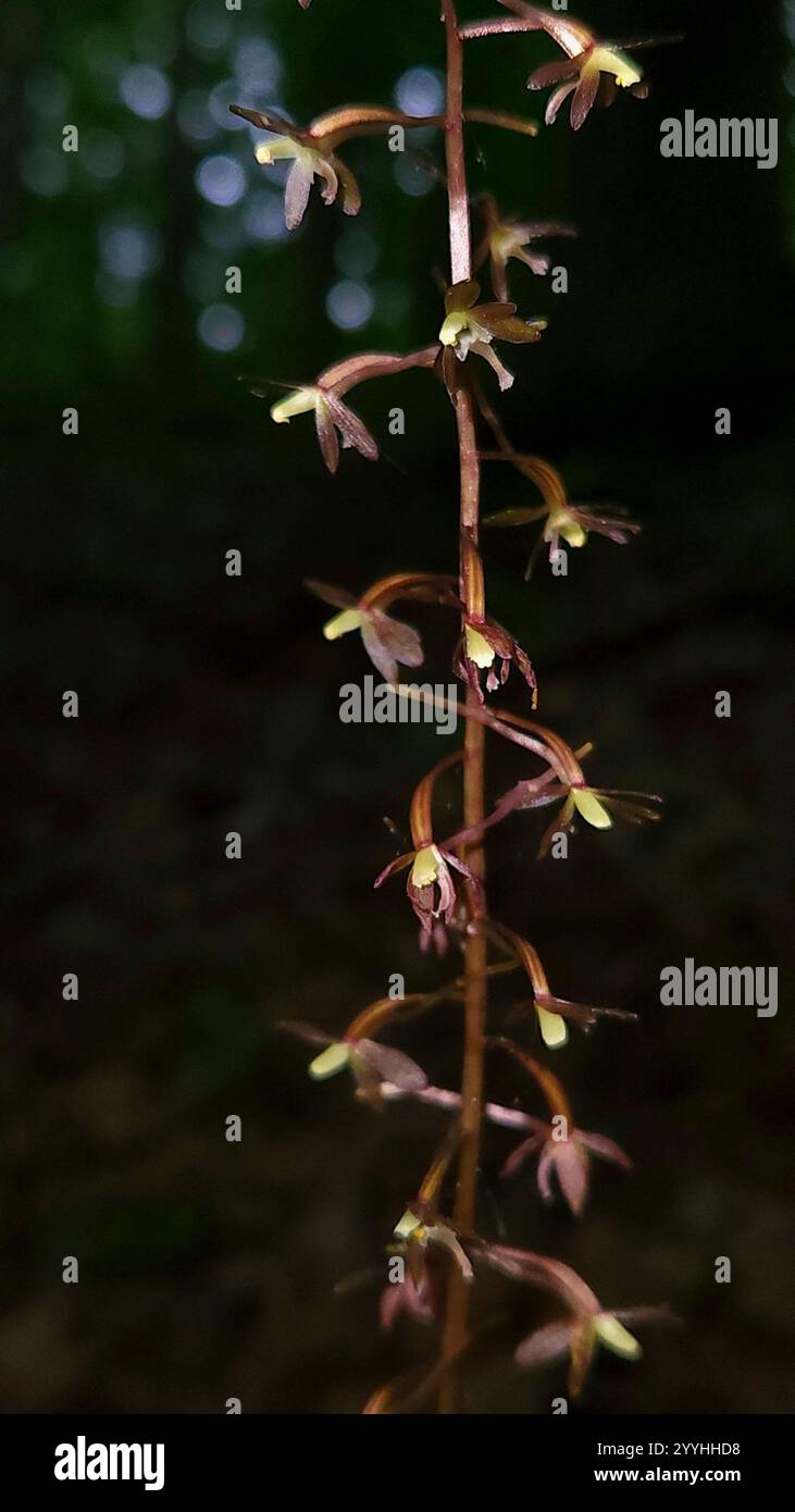 crane-fly orchid (Tipularia discolor Stock Photo - Alamy