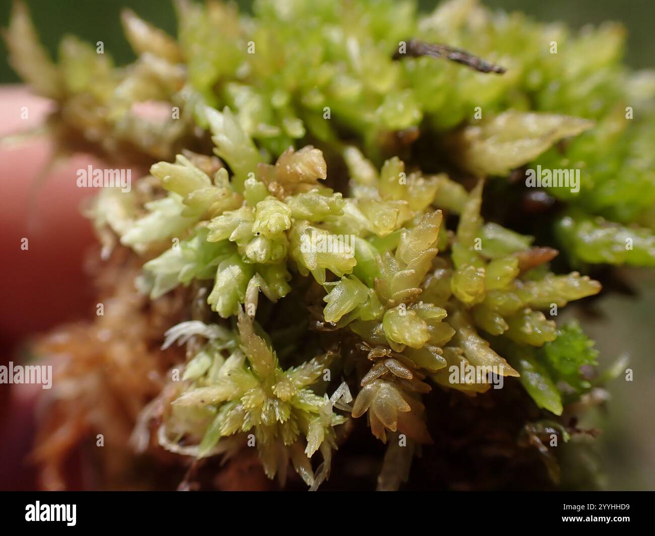 Papillose Peatmoss (Sphagnum papillosum Stock Photo - Alamy