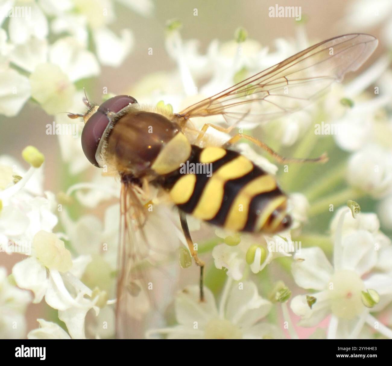 Common Flower Flies (Syrphus Stock Photo - Alamy