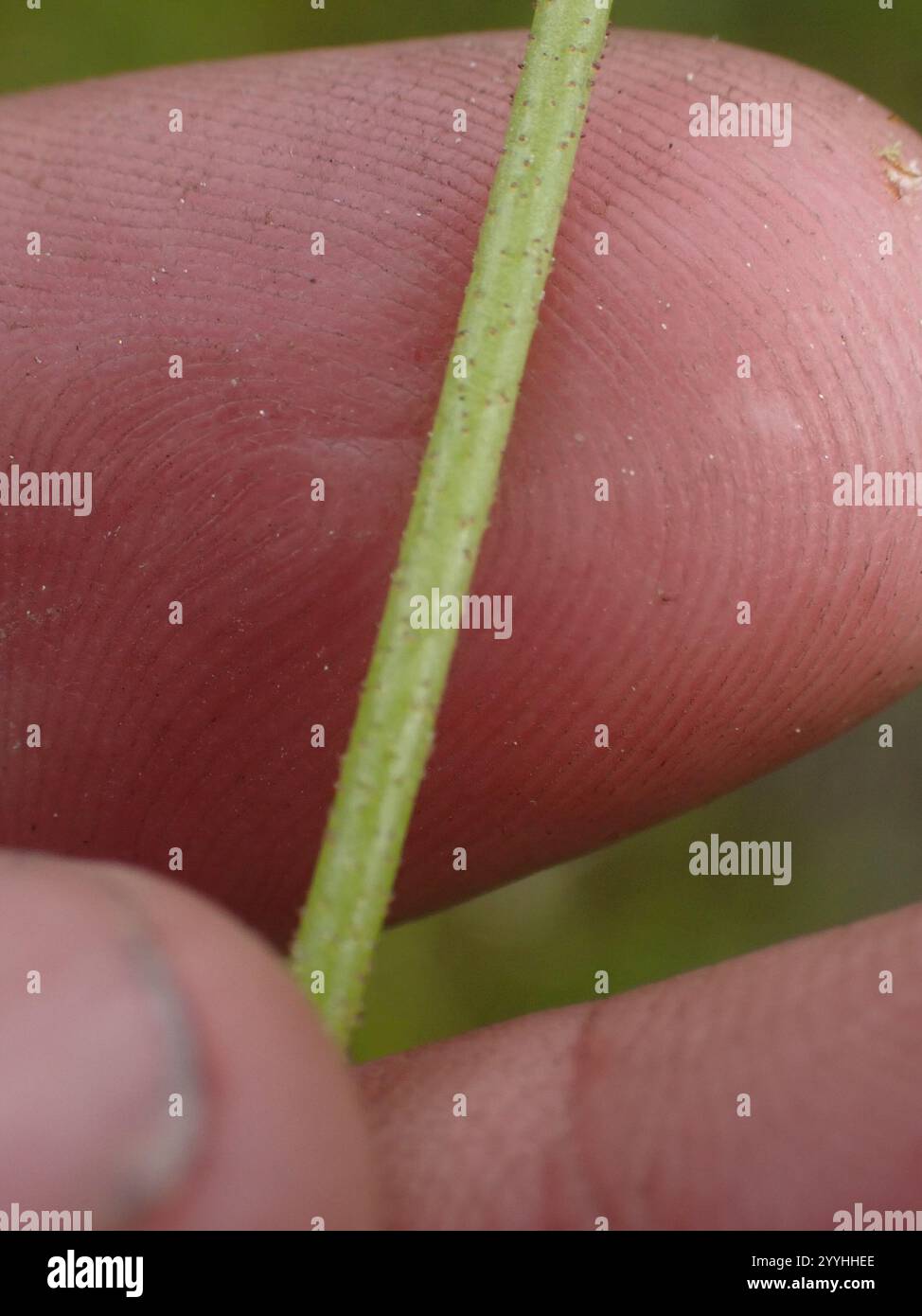 Sticky False Asphodel (Triantha glutinosa Stock Photo - Alamy