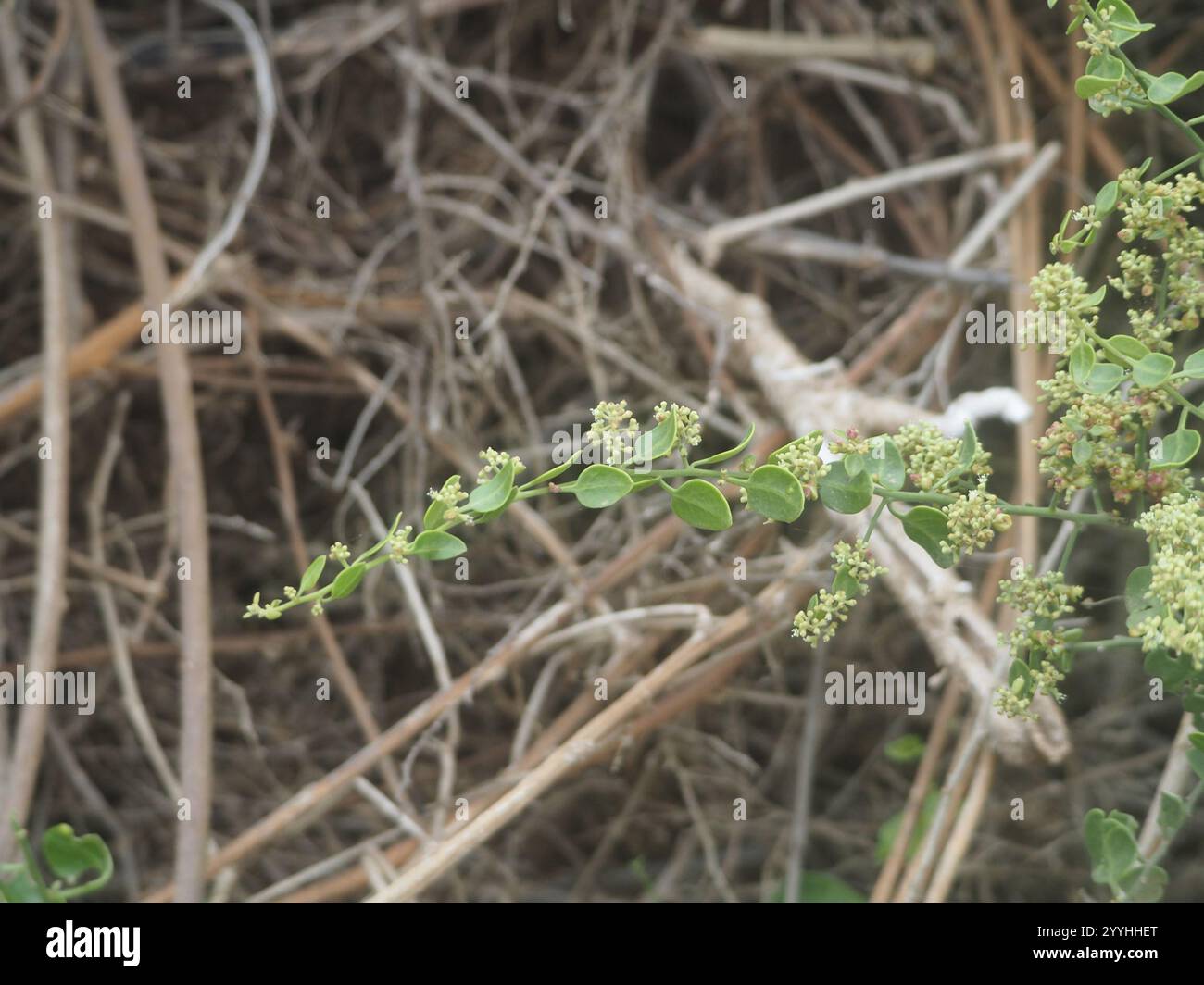 salt bush (Cryptocarpus pyriformis Stock Photo - Alamy