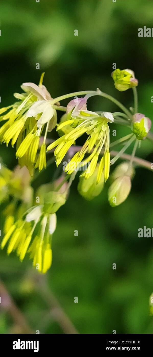 Lesser Meadow-rue (Thalictrum minus Stock Photo - Alamy