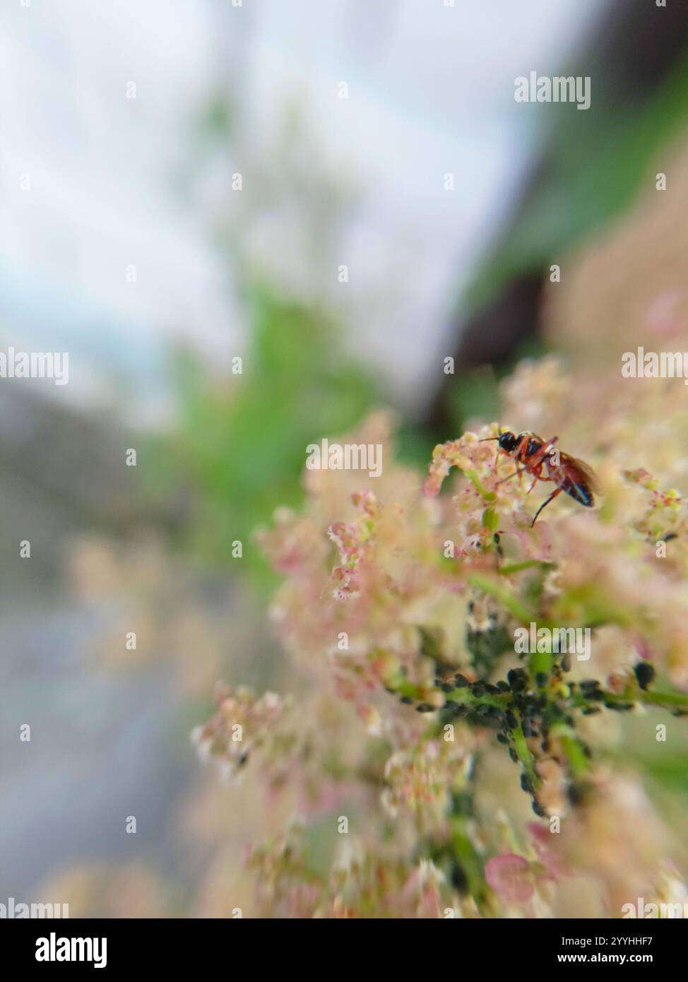 Diplazon hi-res stock photography and images - Alamy