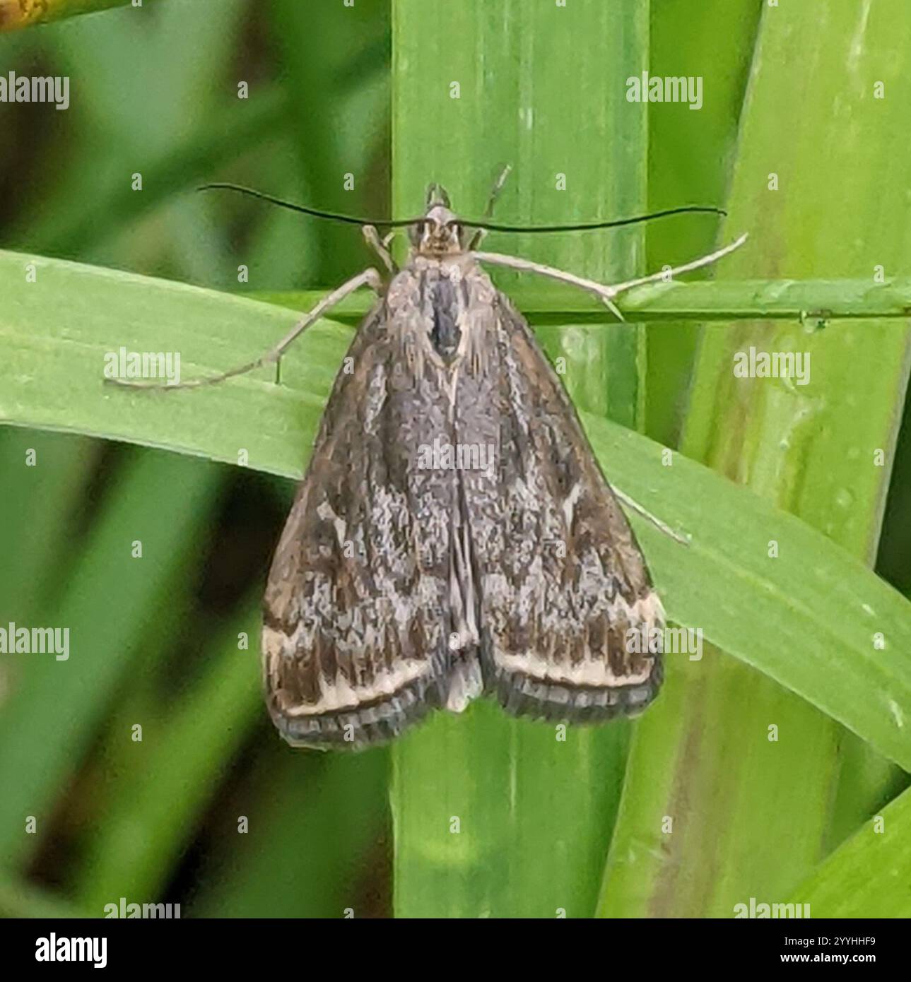 Alfalfa Webworm Moth (Loxostege cereralis Stock Photo - Alamy