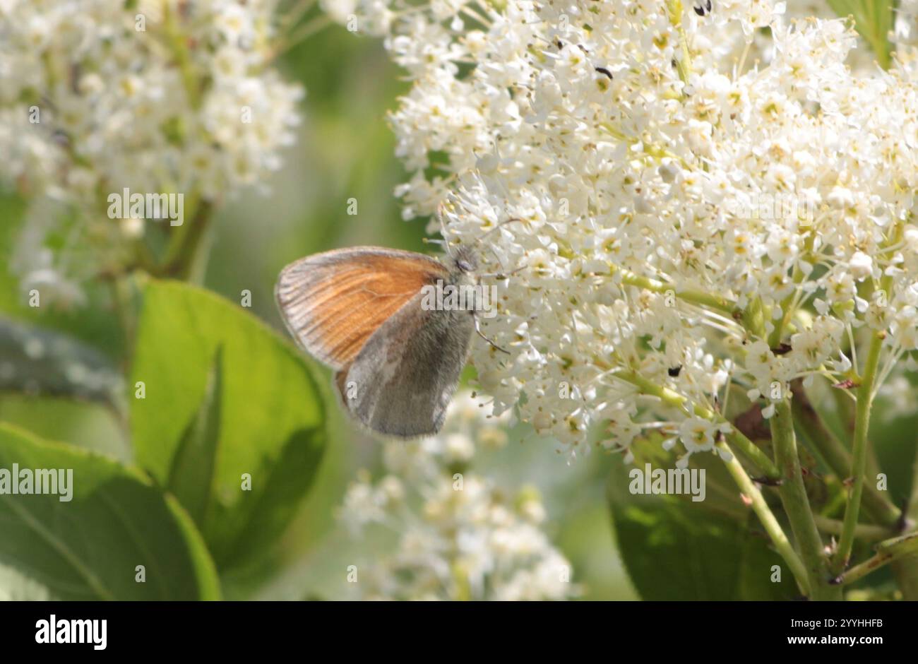 Common Ringlet (Coenonympha california Stock Photo - Alamy