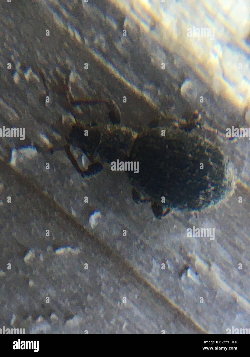 Strawberry Root Weevil (Sciaphilus asperatus Stock Photo - Alamy