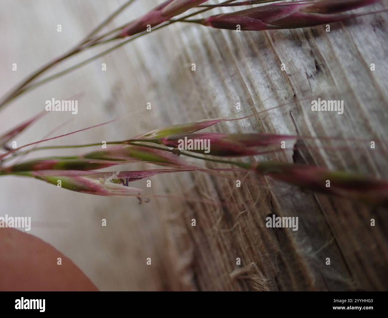 nodding trisetum (Graphephorum cernuum Stock Photo - Alamy