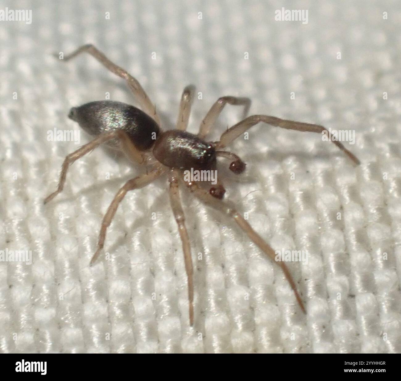 Patriotic Ground Spiders (Anzacia Stock Photo - Alamy
