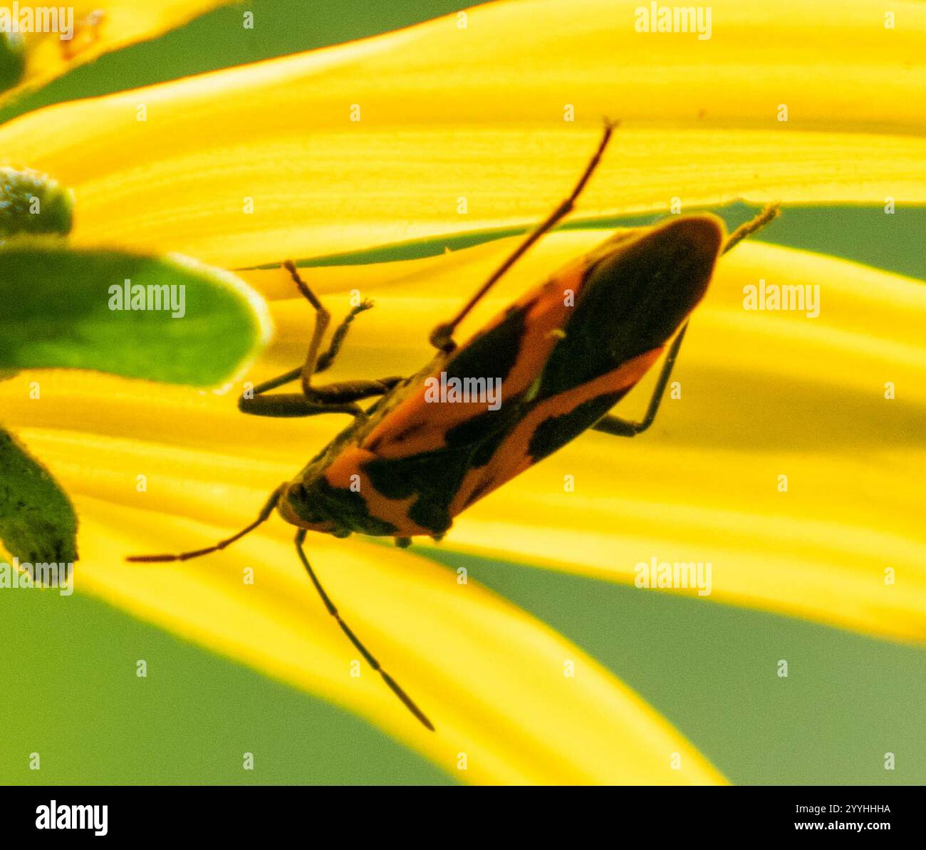 False Milkweed Bug (Lygaeus turcicus Stock Photo - Alamy