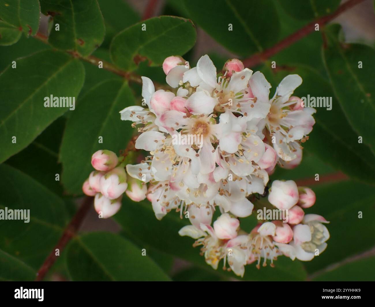 Sitka Mountain-Ash (Sorbus sitchensis Stock Photo - Alamy