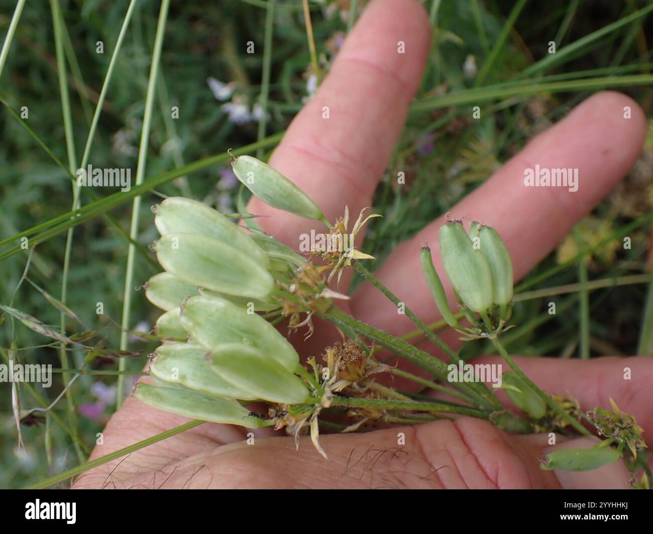 bigseed biscuitroot (Lomatium macrocarpum Stock Photo - Alamy