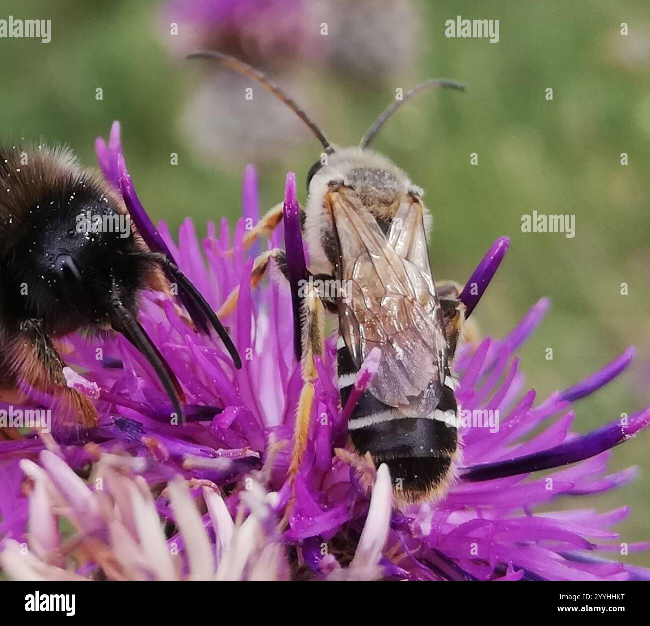 Giant Furrow Bee (Halictus quadricinctus Stock Photo - Alamy