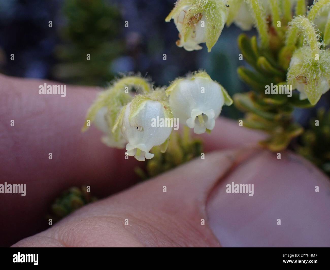 Yellow Mountain-heath (Phyllodoce glanduliflora Stock Photo - Alamy