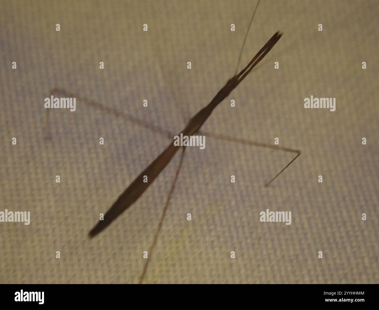 Thread-legged Bugs (Emesinae Stock Photo - Alamy