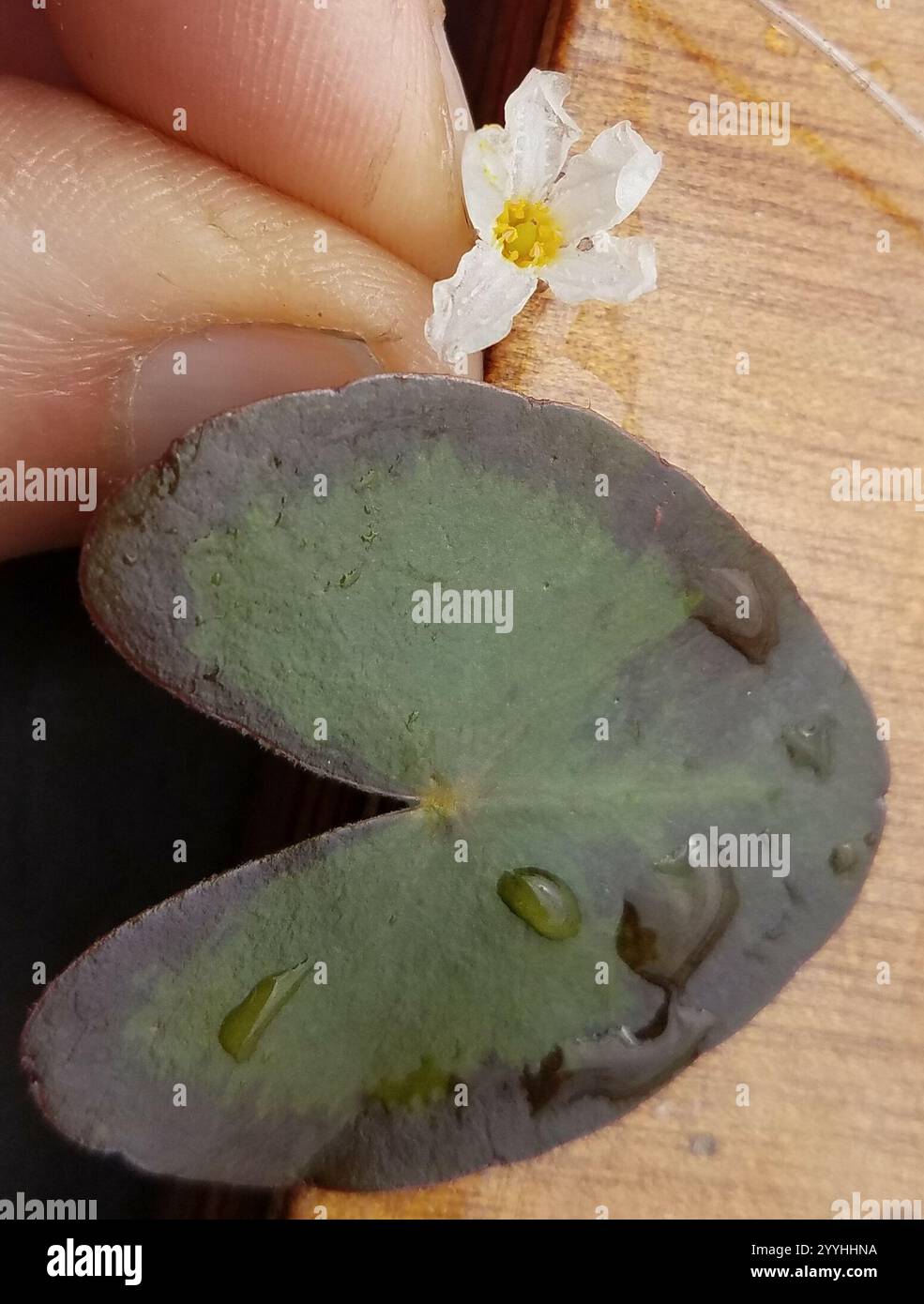 little floatingheart (Nymphoides cordata Stock Photo - Alamy