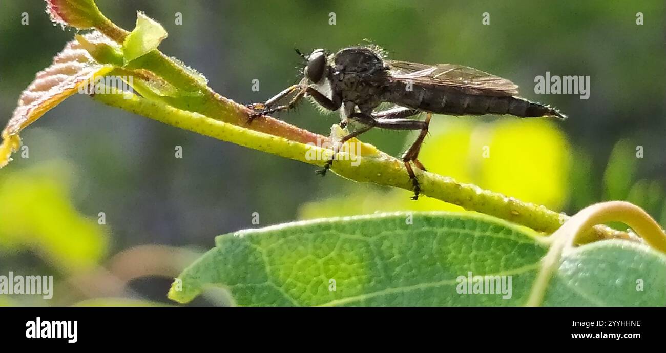 kite-tailed robberfly (Tolmerus atricapillus Stock Photo - Alamy