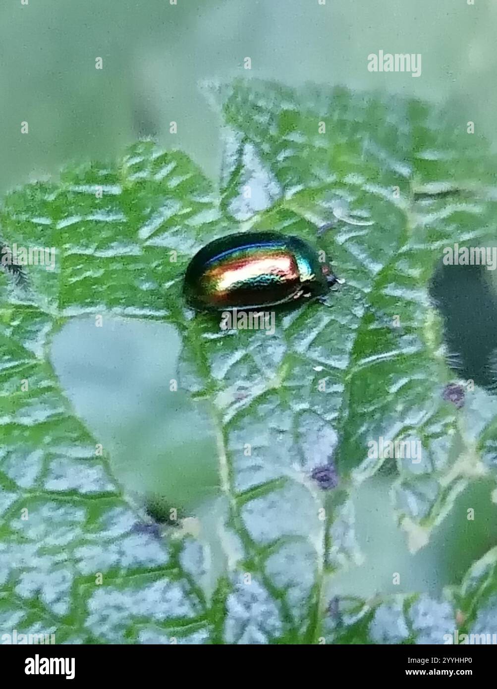 Dead-nettle Leaf Beetle (Fasta fastuosa Stock Photo - Alamy