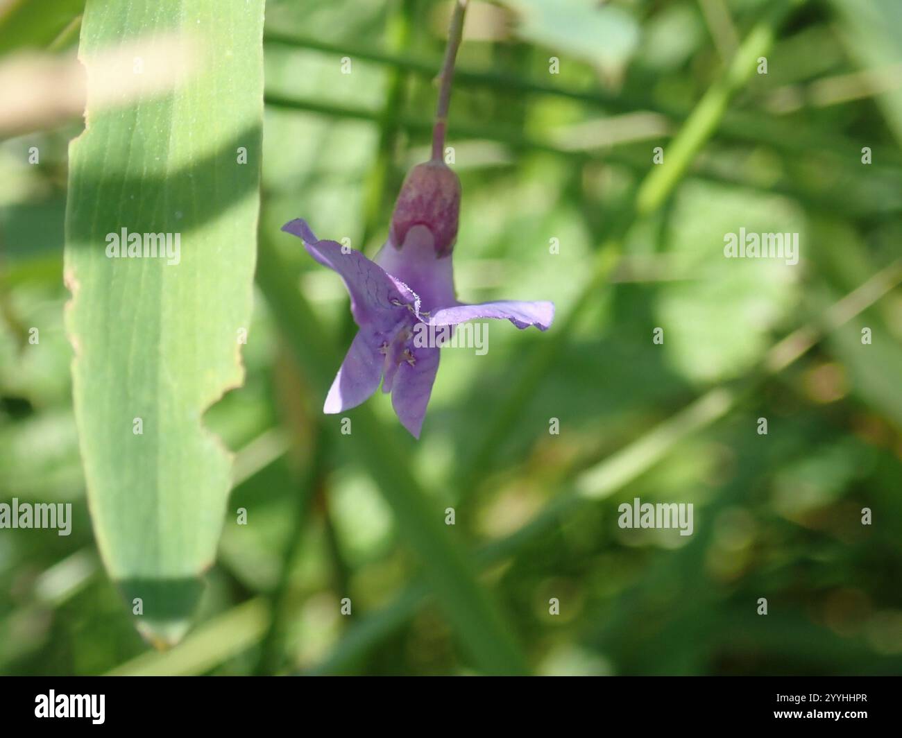marsh pea (Lathyrus palustris Stock Photo - Alamy