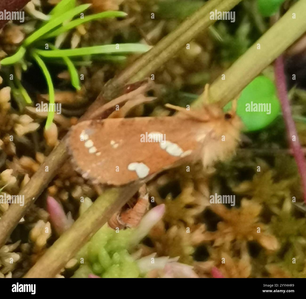 Gold Swift (Phymatopus hecta Stock Photo - Alamy