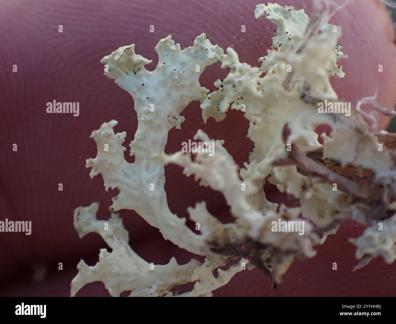 Snow Lichens (Flavocetraria Stock Photo - Alamy