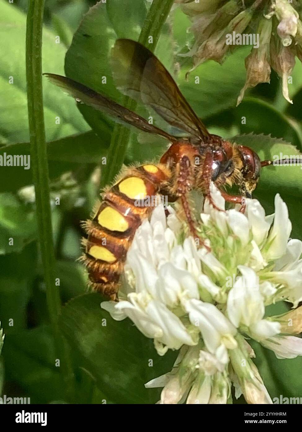 Eight-spotted Scoliid Wasp (Colpa octomaculata Stock Photo - Alamy