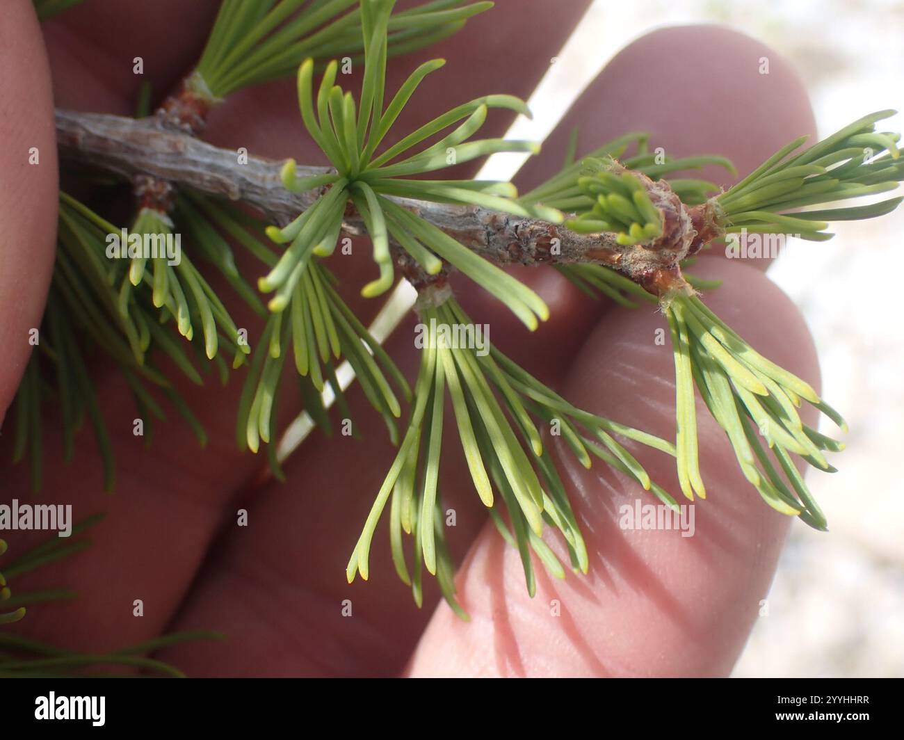 subalpine larch (Larix lyallii Stock Photo - Alamy