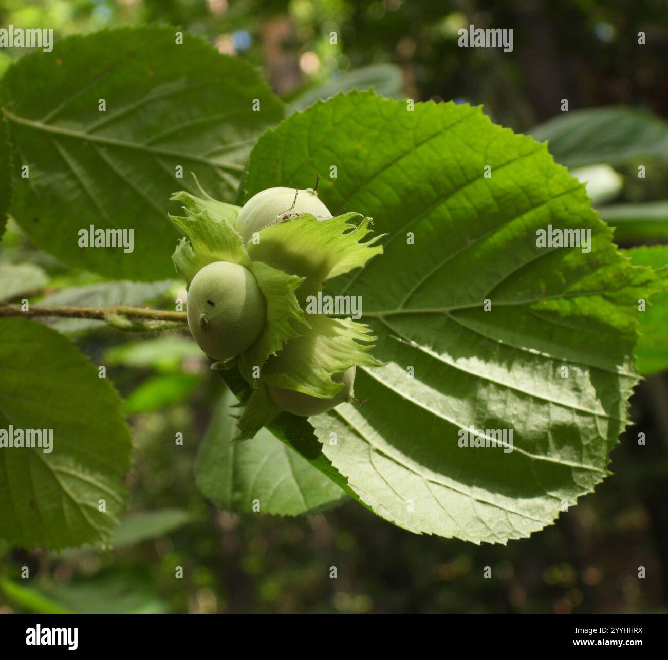 common hazel (Corylus avellana Stock Photo - Alamy