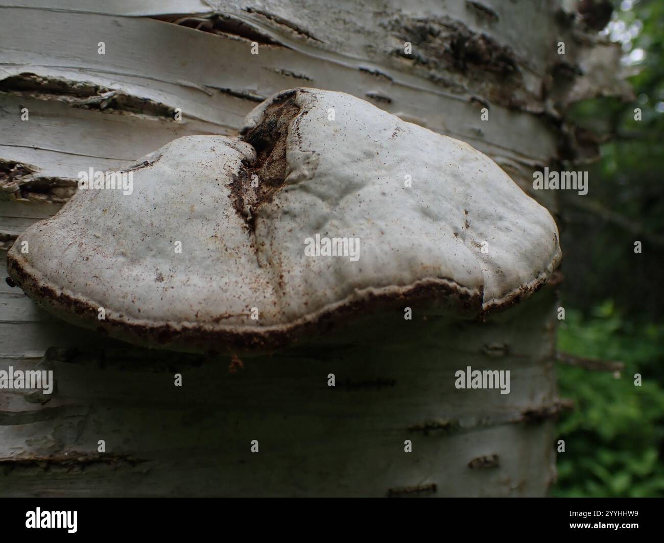 birch polypore (Fomitopsis betulina Stock Photo - Alamy