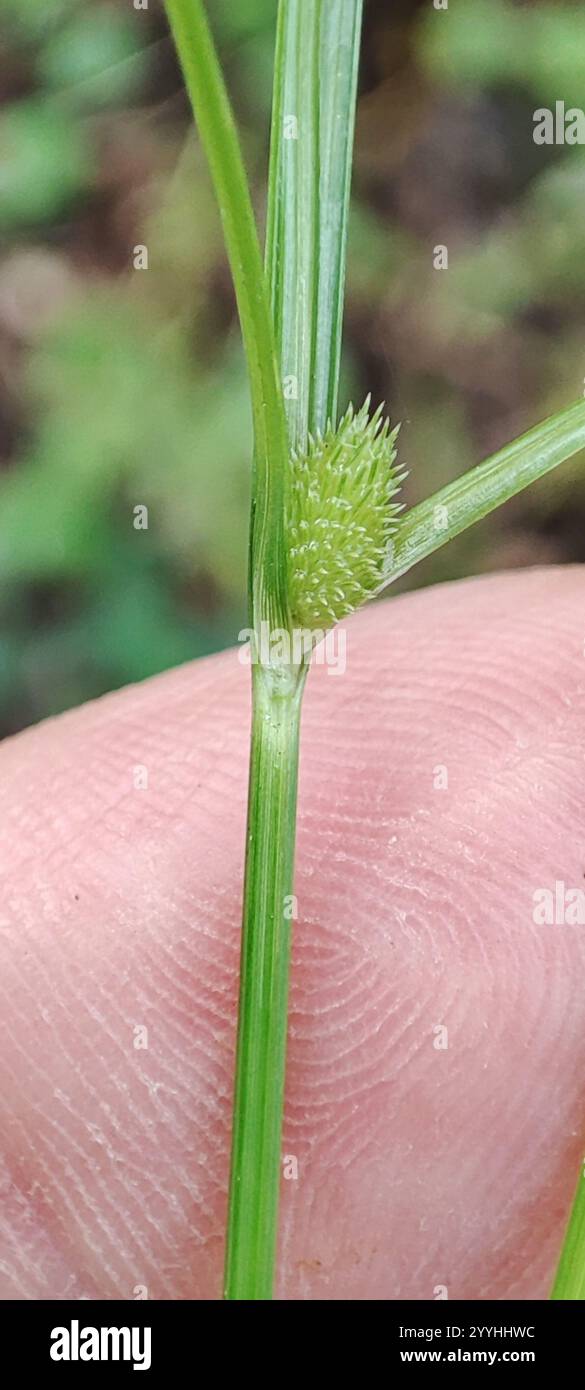 Shortleaf Spikesedge (Cyperus brevifolius Stock Photo - Alamy