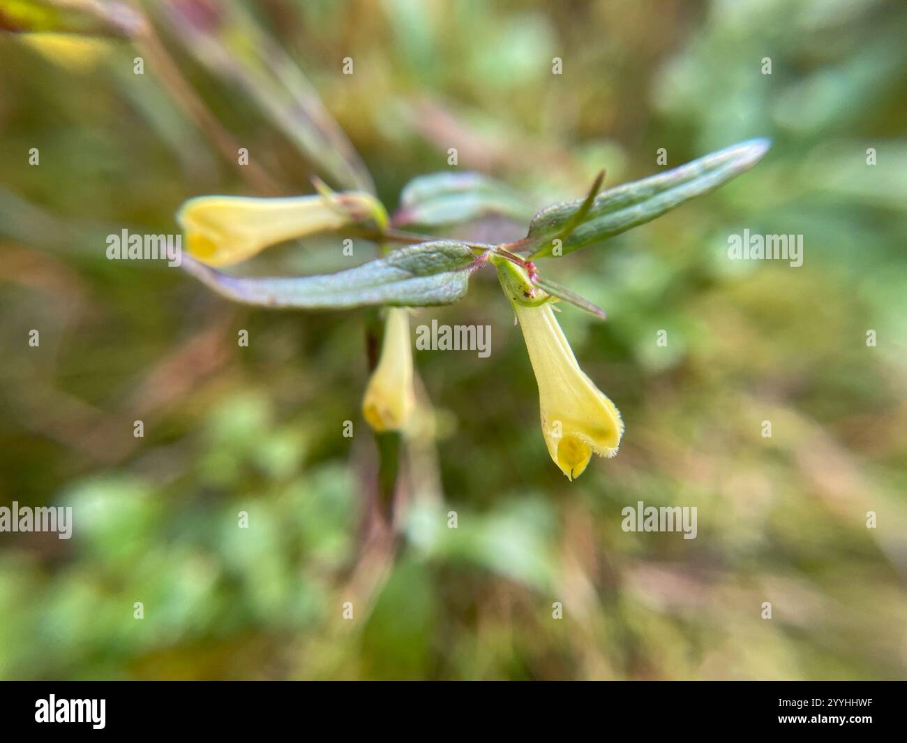 Common Cow-wheat (Melampyrum pratense Stock Photo - Alamy