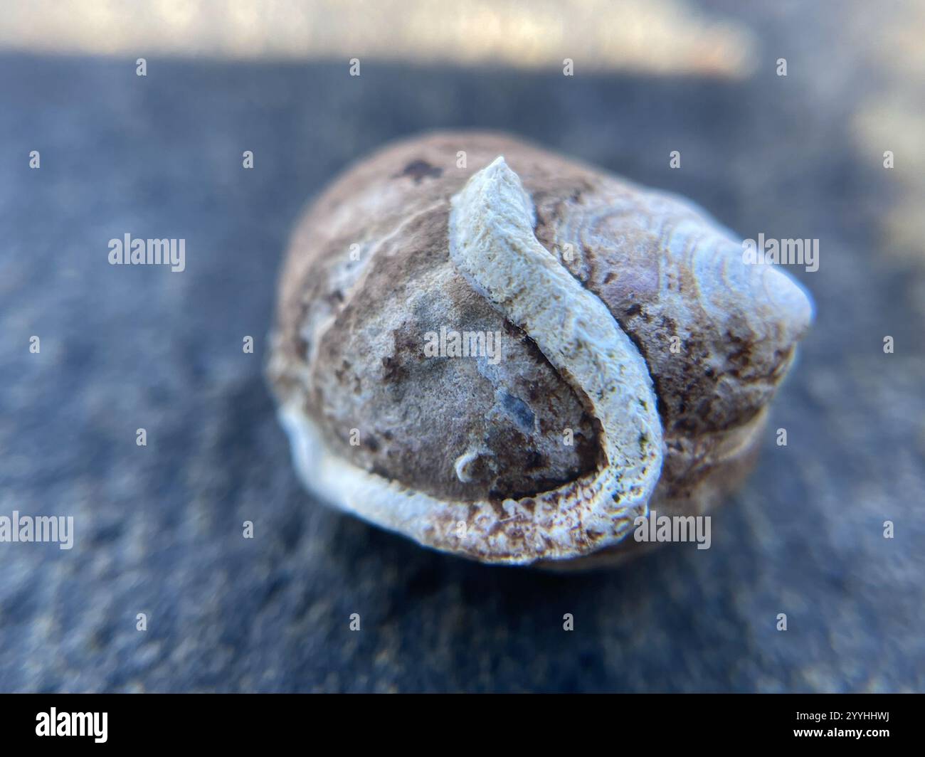 Vermetidae hi-res stock photography and images - Alamy