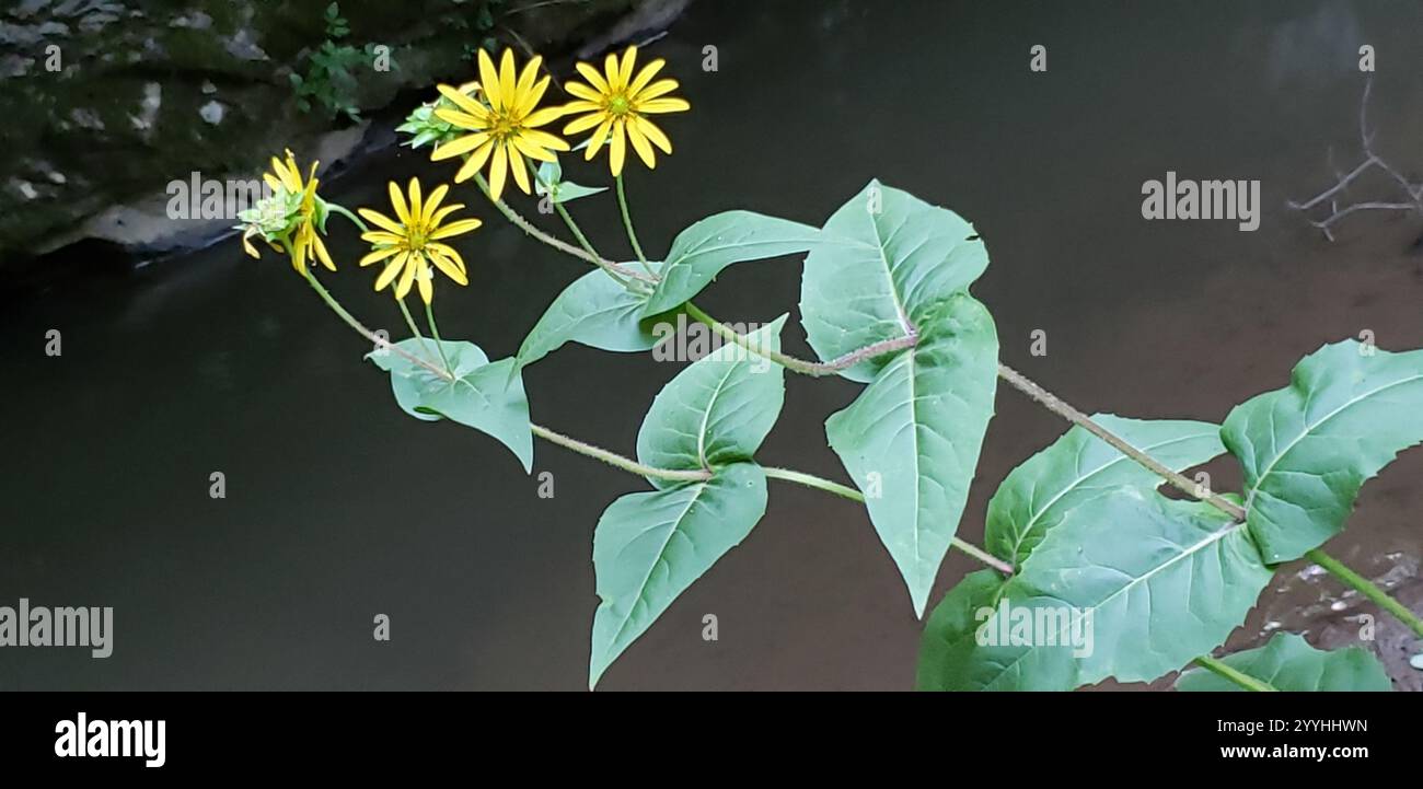 cup plant (Silphium perfoliatum Stock Photo - Alamy