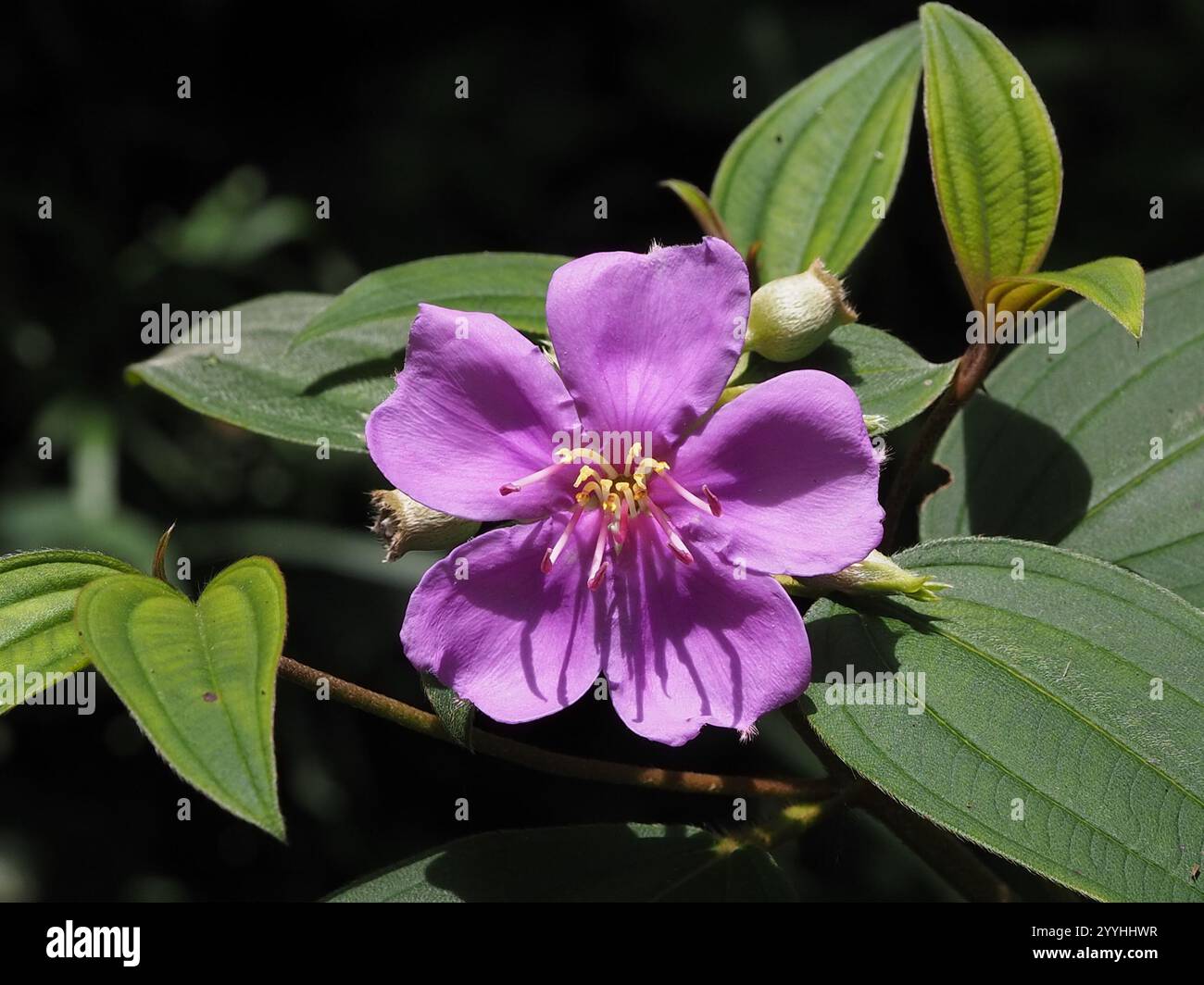 Common Melastoma (Melastoma candidum Stock Photo - Alamy