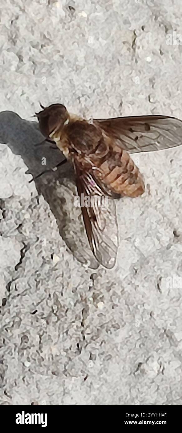 Bee Flies (Bombyliidae Stock Photo - Alamy