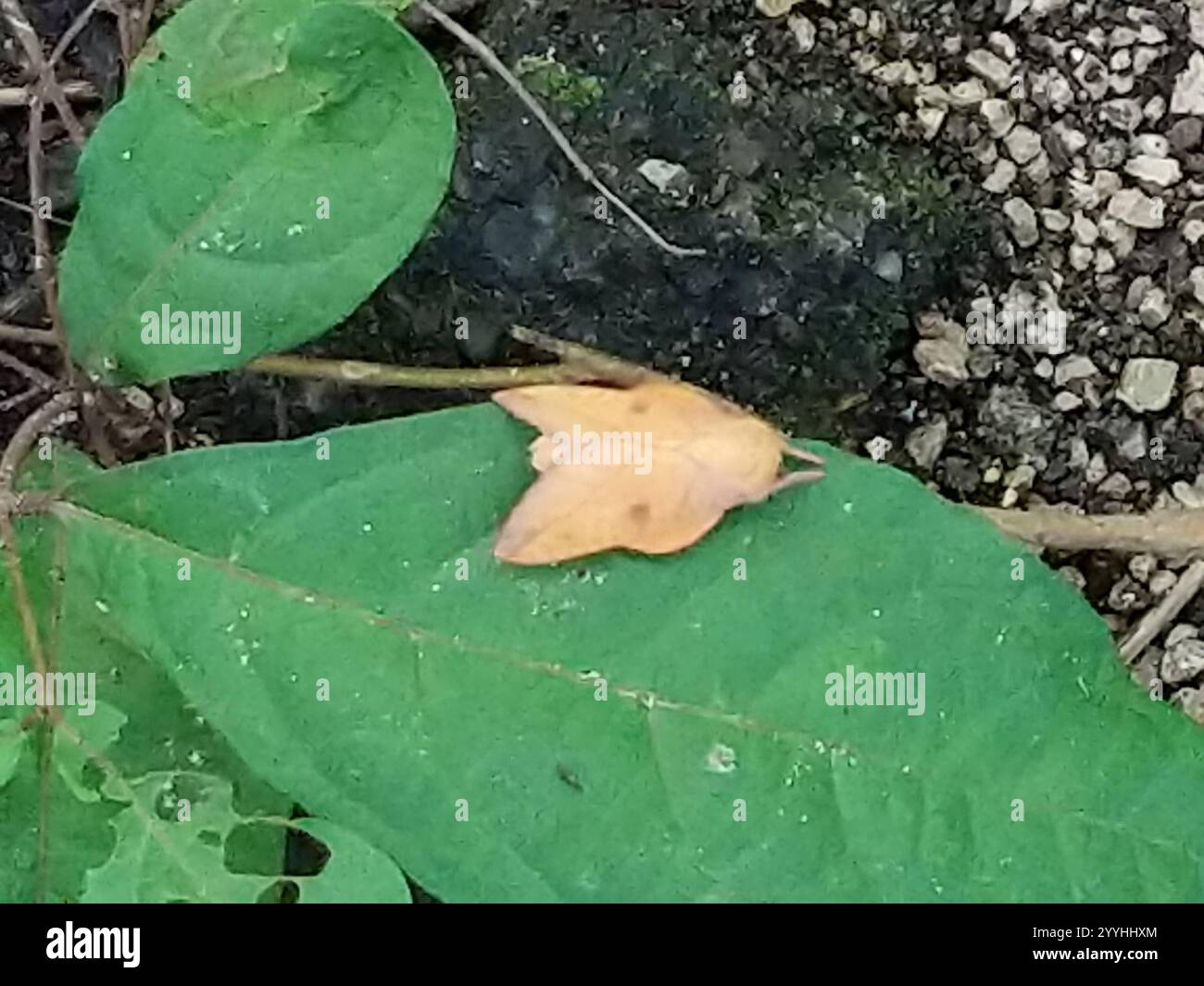 Royal Moths (Ceratocampinae Stock Photo - Alamy