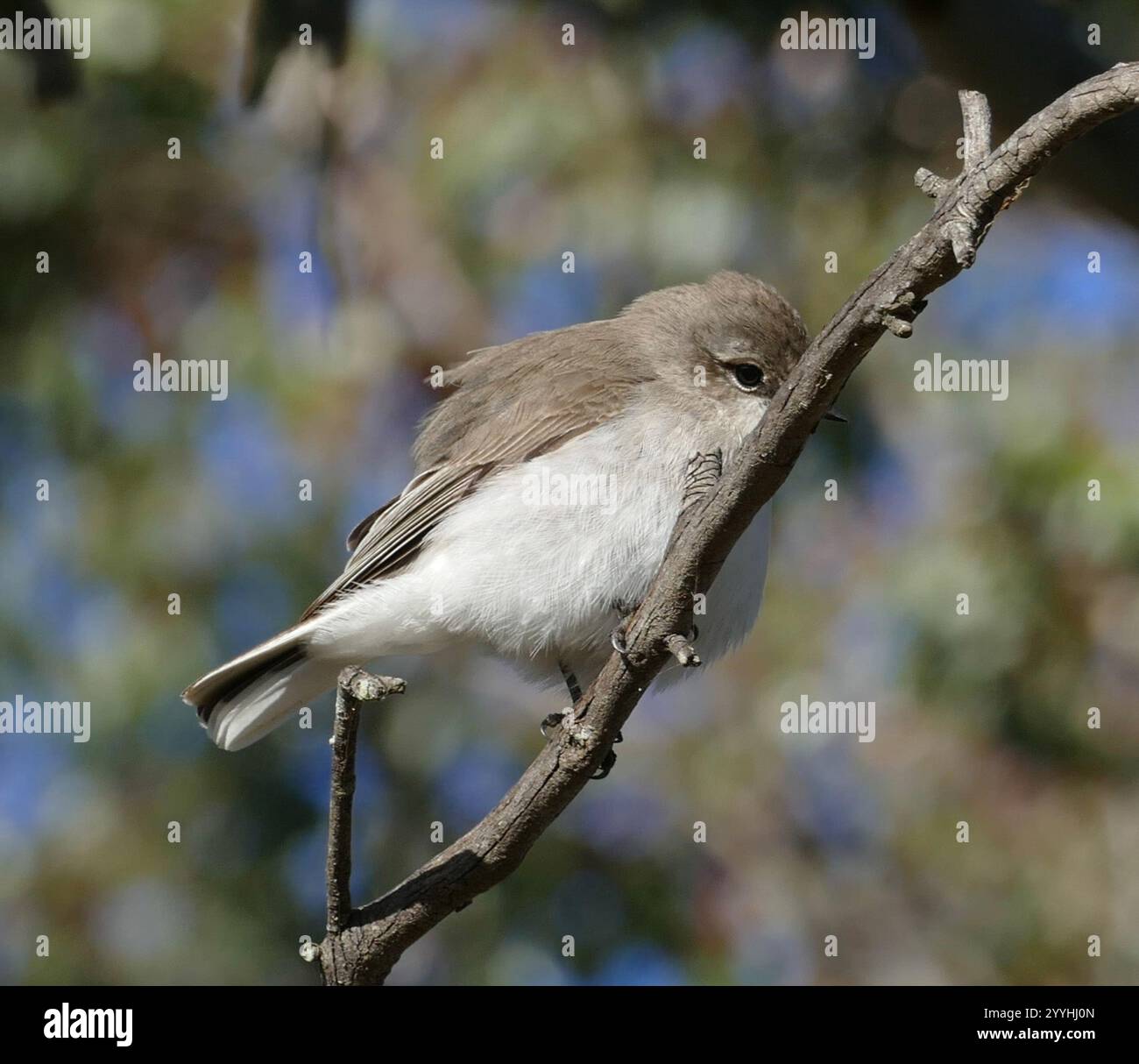 Jacky winter hi-res stock photography and images - Alamy