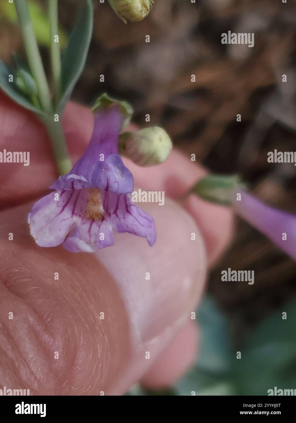 Sidebells Penstemon (Penstemon secundiflorus Stock Photo - Alamy