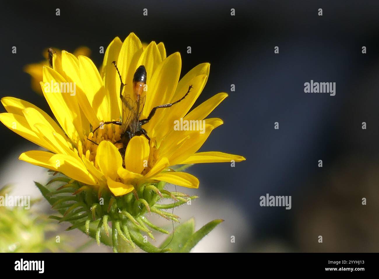 Cutworm Wasps (Podalonia Stock Photo - Alamy