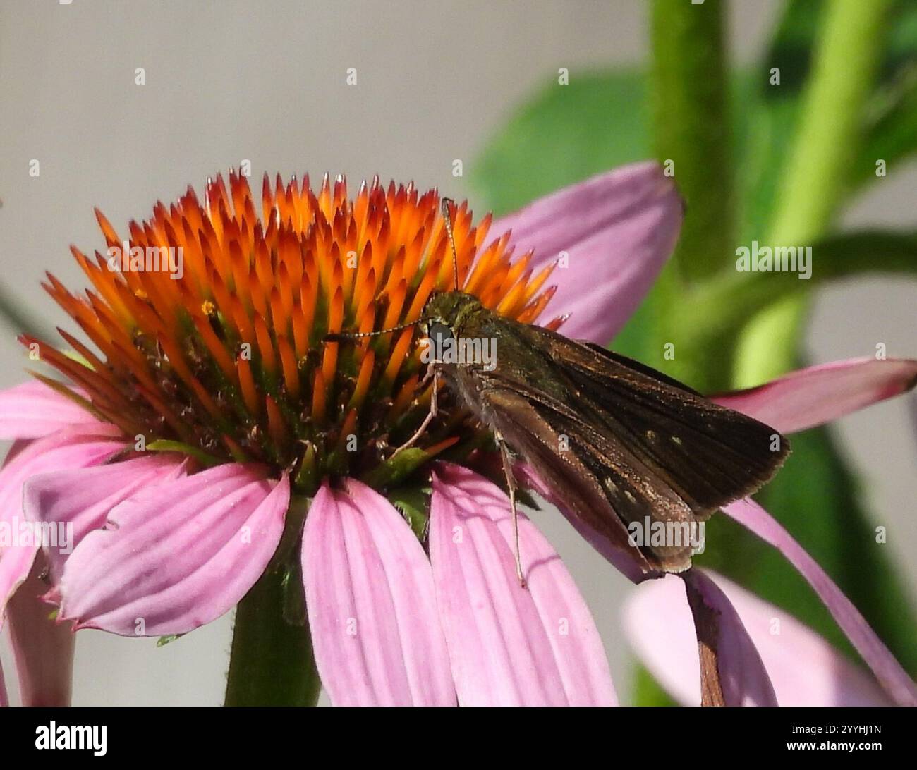 Dun Skipper (Euphyes vestris Stock Photo - Alamy