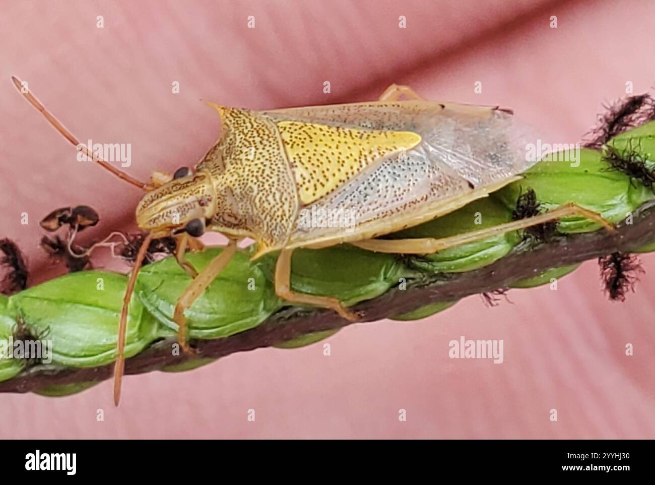 Rice Stink Bug (Oebalus pugnax Stock Photo - Alamy