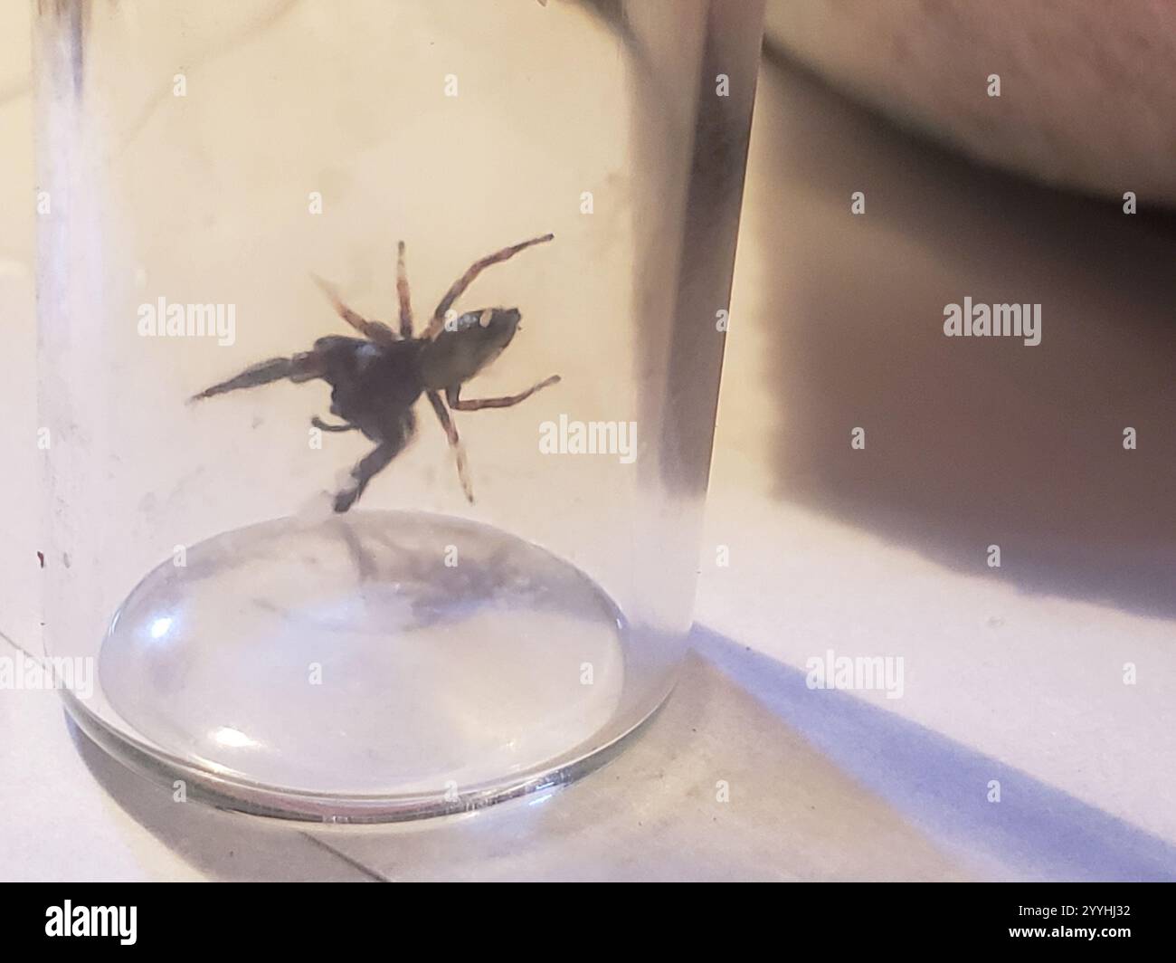 Buttonhook Leafbeetle Jumping Spider (Sassacus vitis Stock Photo - Alamy