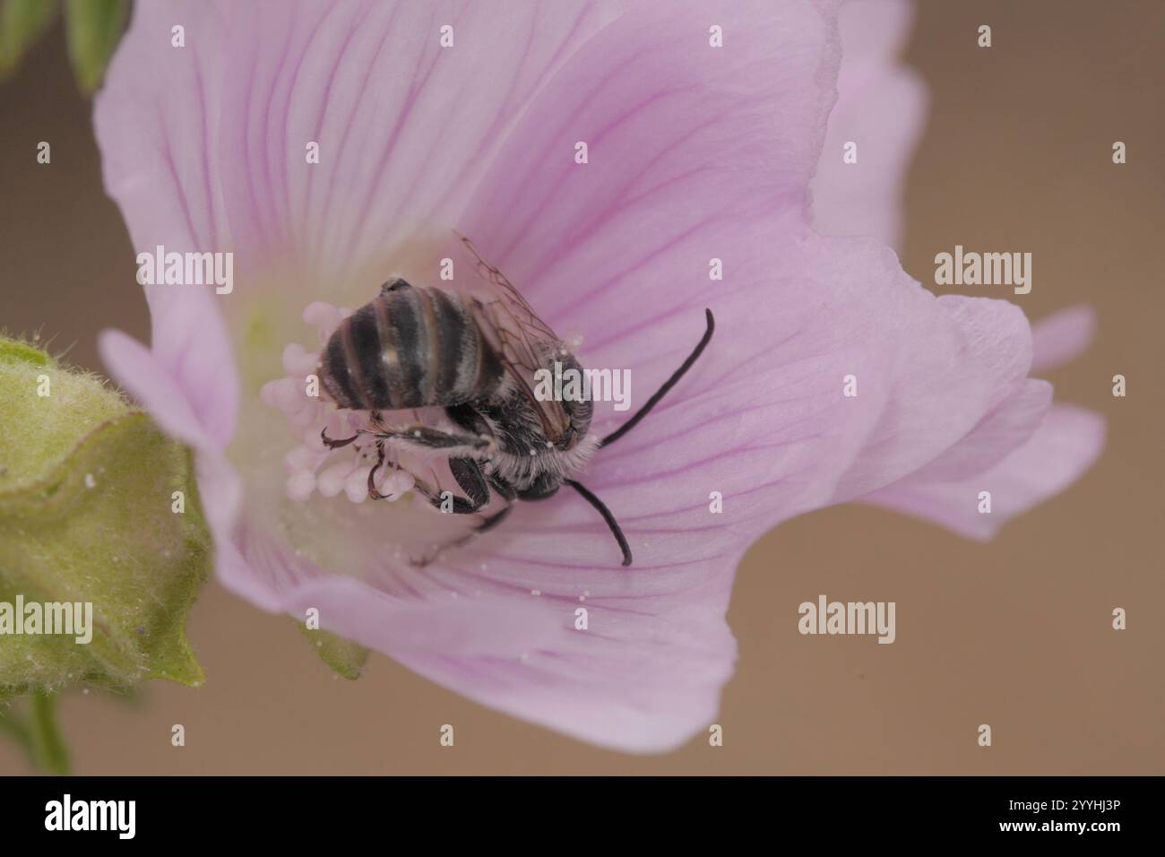 Mallow Longhorn (Tetralonia malvae Stock Photo - Alamy