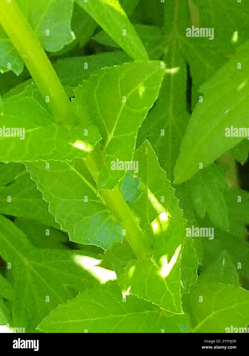 moth mullein (Verbascum blattaria Stock Photo - Alamy
