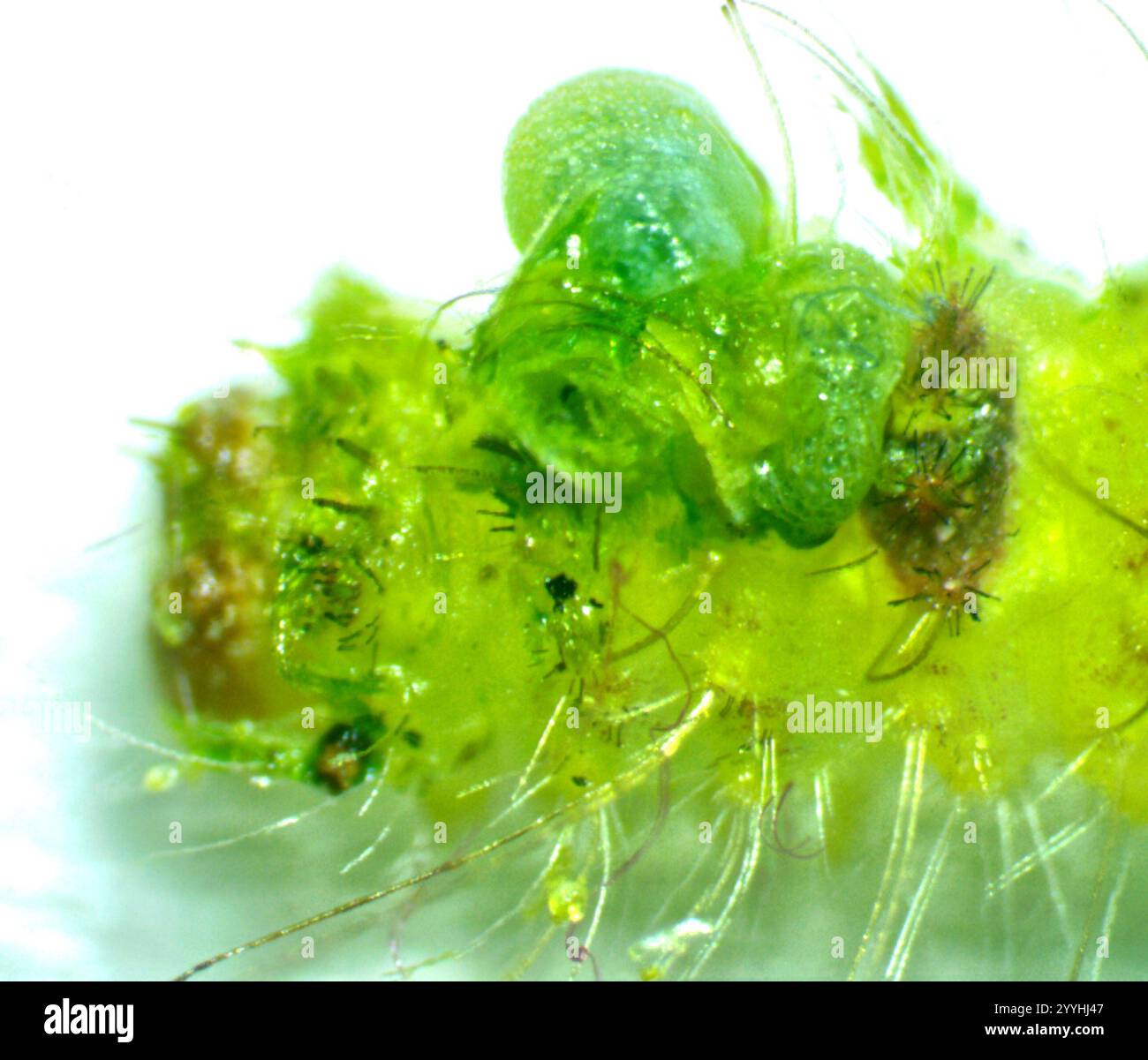 Ochre Dagger (Acronicta morula Stock Photo - Alamy