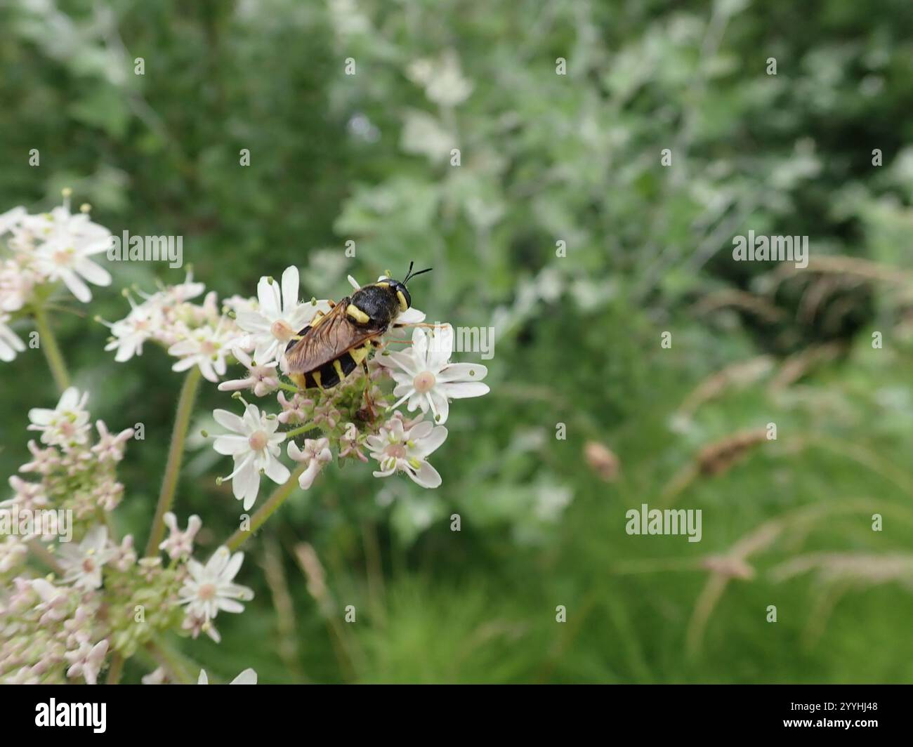 Clubbed General (Stratiomys chamaeleon Stock Photo - Alamy