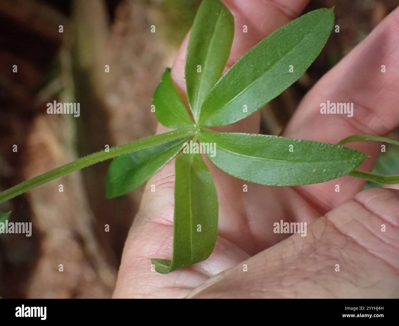 fragrant bedstraw (Galium triflorum Stock Photo - Alamy