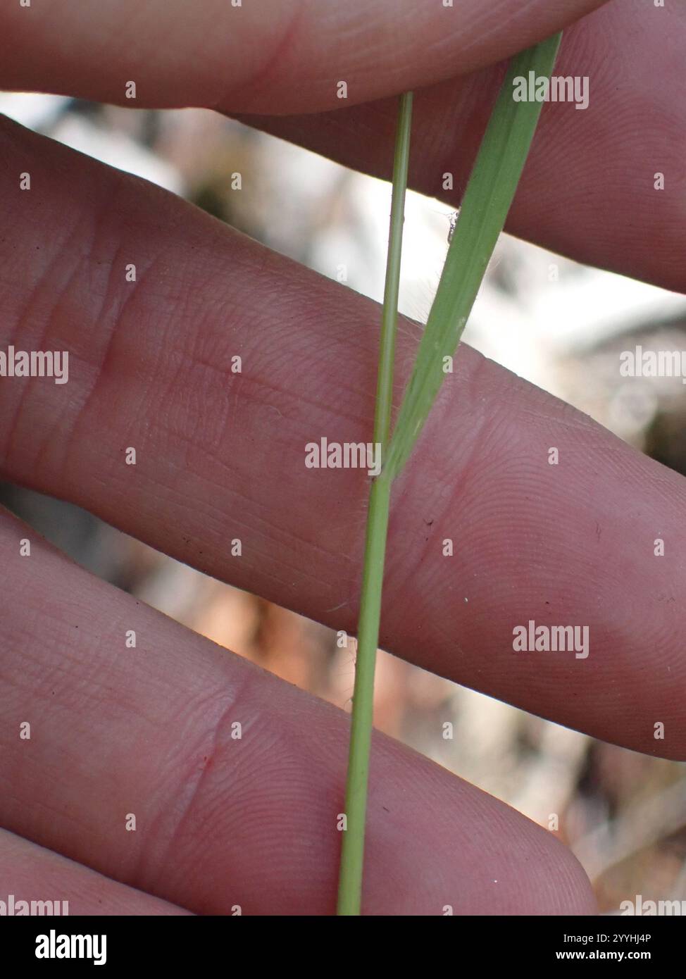 Cheatgrass (Bromus tectorum Stock Photo - Alamy